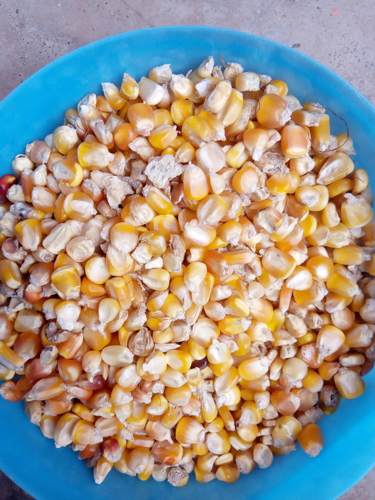 Maïs Jaune | BazarAfrique Côte d’Ivoire
