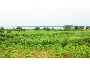 Terrain 100 Hectares à Songon | BazarAfrique Côte d’Ivoire
