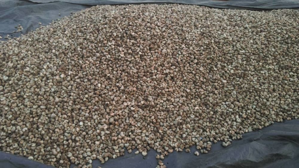 Noix De Cajou Brut Et Décortiqué | BazarAfrique Côte d’Ivoire