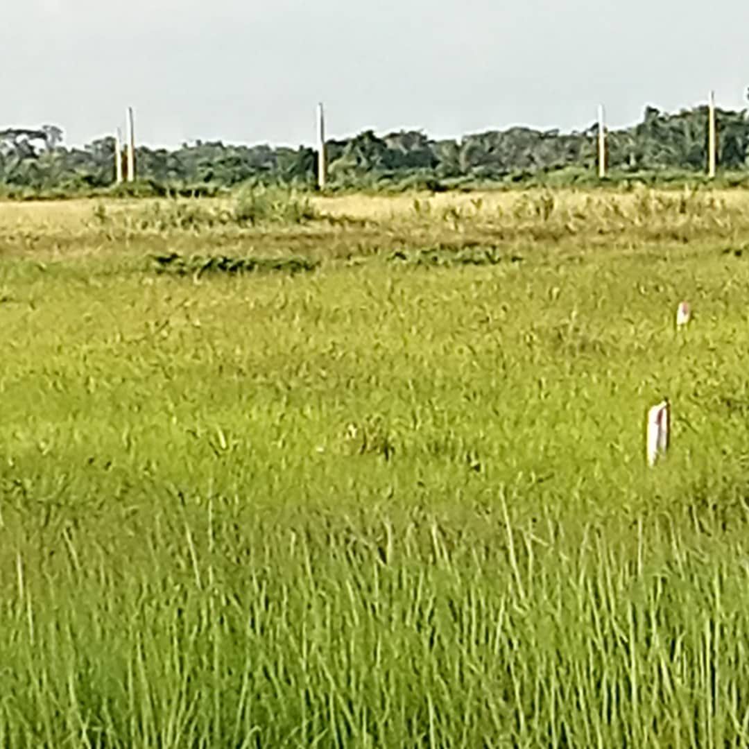 5 ha avec ACD bradé à grand Bassam juste après le pont de Moossou vers ...