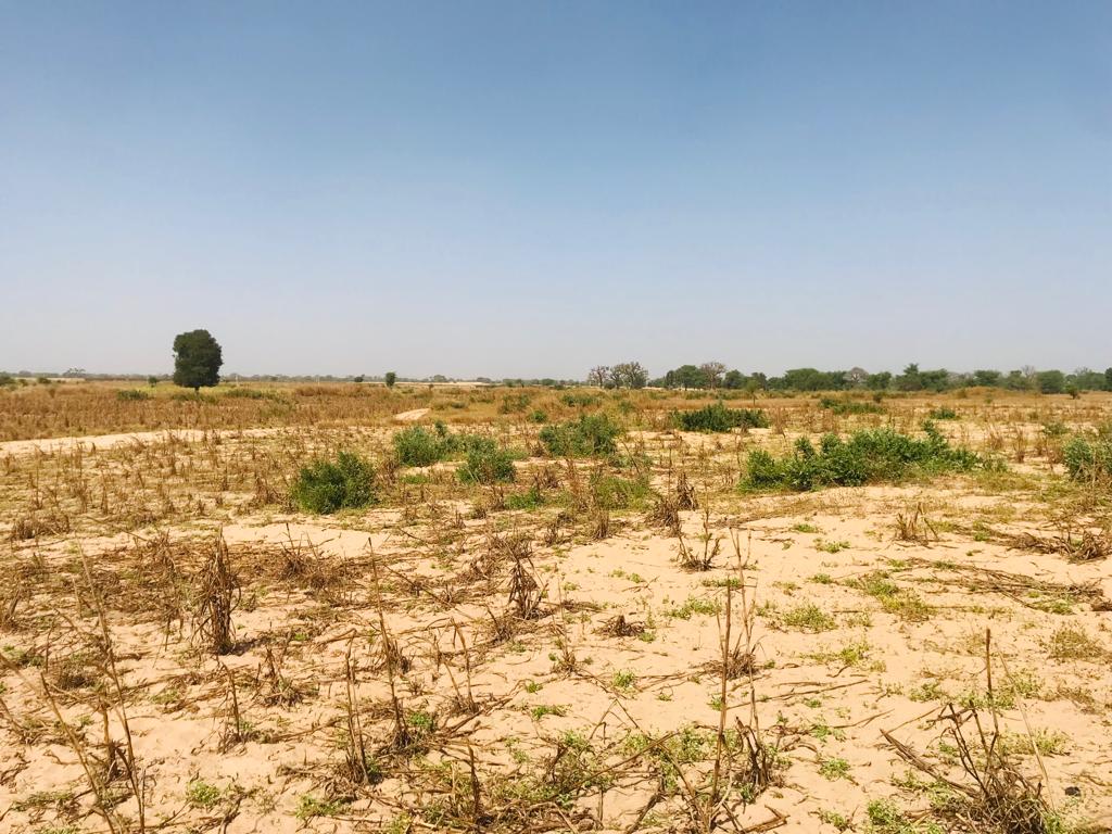 Terrain agricole de 02 ha à Tassette | BazarAfrique Sénégal
