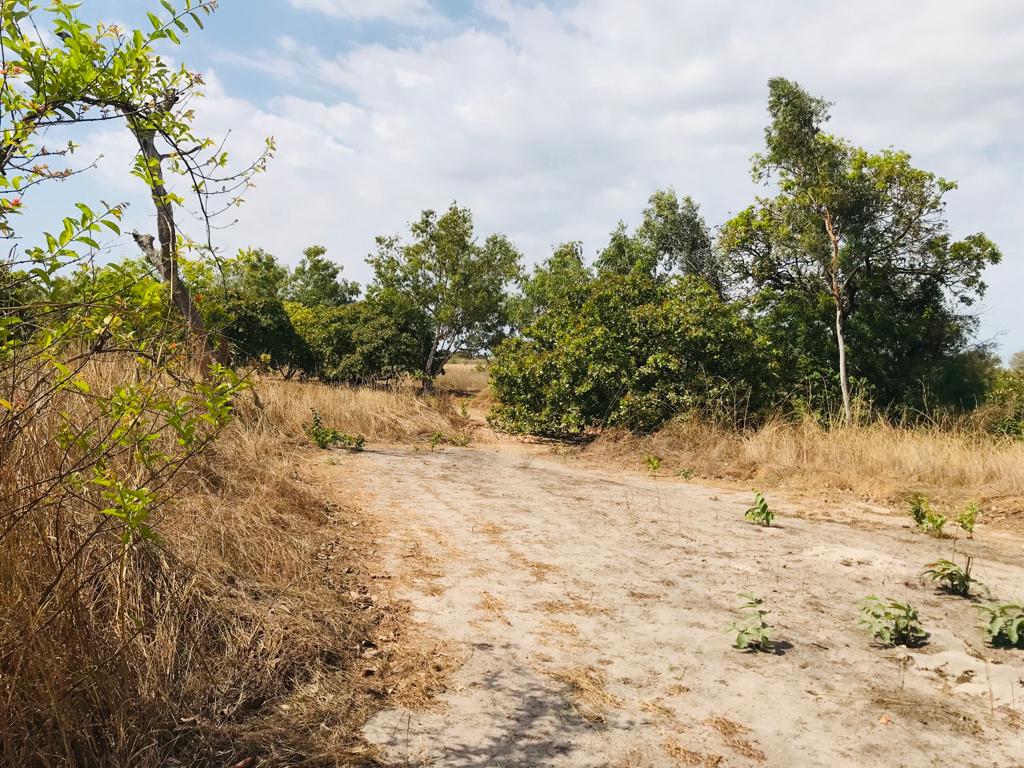 Terrain Agricole de 2,51 hectares à Toubacouta | BazarAfrique Sénégal